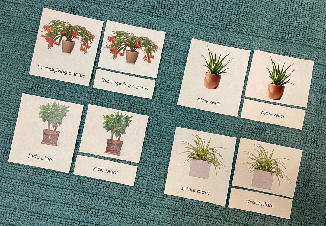 Indoor Plant 3 Part Cards, Classified Cards, 18 Common Classroom Plants ...