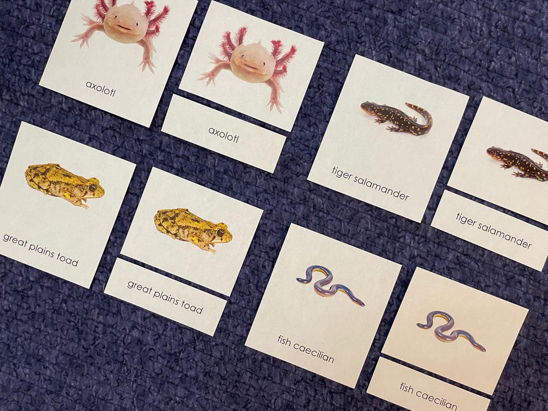 Amphibians 3 Part Cards, Classified Cards, Montessori 3 Part Cards ...