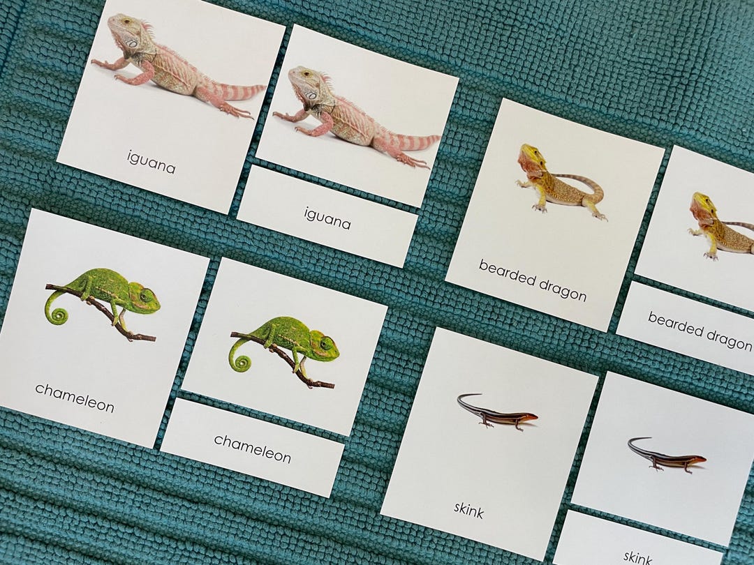Lizards 3 Part Cards, Classified Cards, Montessori 3 Part Cards ...