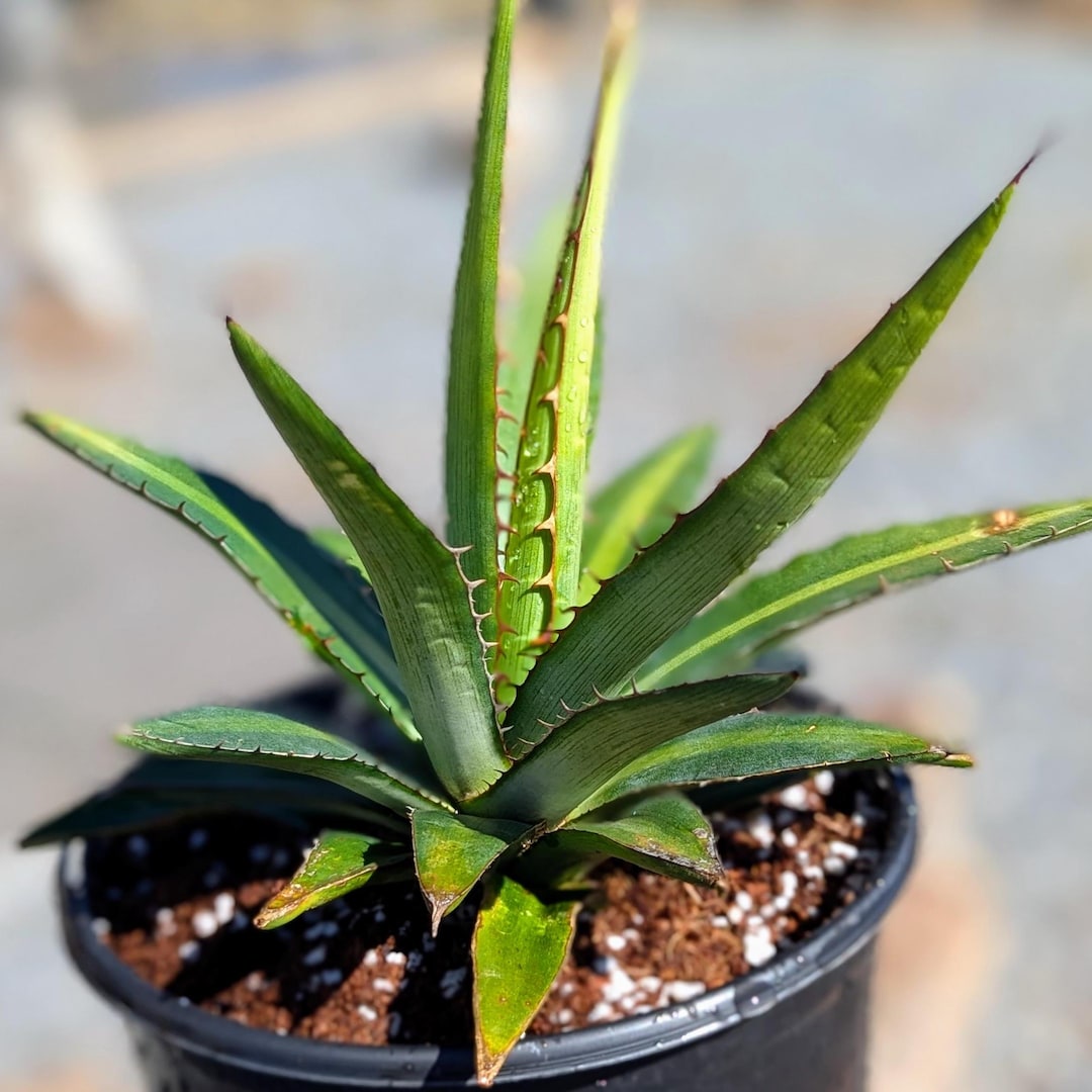 Agave Lechuguilla 'shin Dagger" - Grown in Zone 7 - Live Plant Offset ...