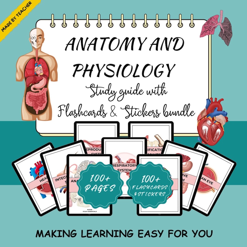 Anatomy & Physiology Bundle With Flashcards - Anatomy Study Guide ...