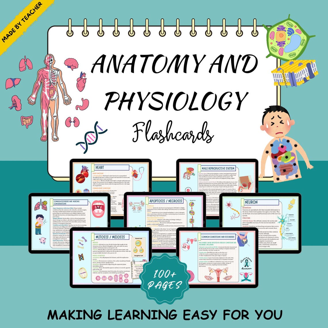 Anatomy & Physiology Flashcards - Anatomy Physiology Study Guide ...