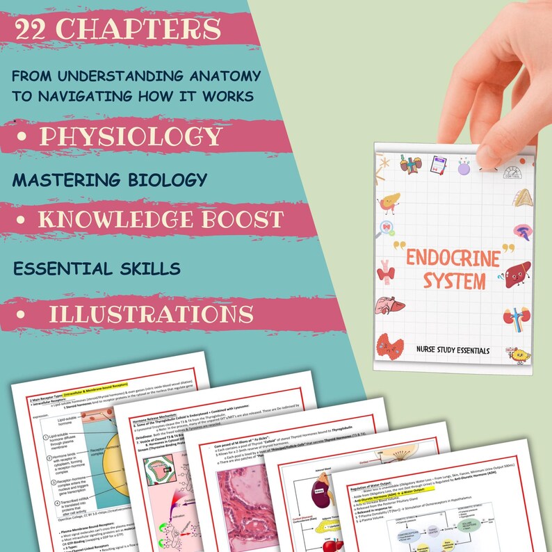 Endocrine System Nursing Study Guide, Endocrine Notes, Endocrine Bundle ...