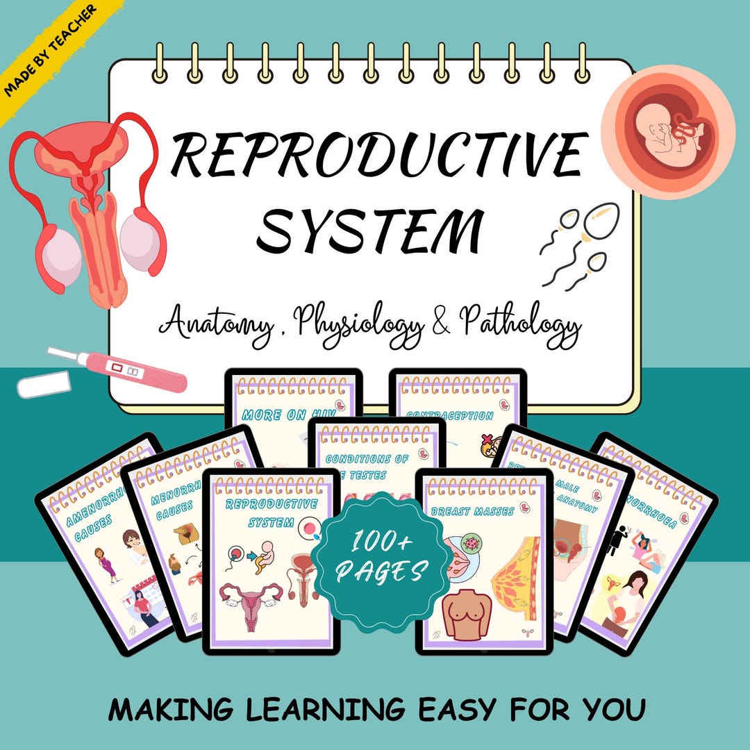 Reproductive System Study Guide: Anatomy & Physiology Notes (PDF) - Etsy
