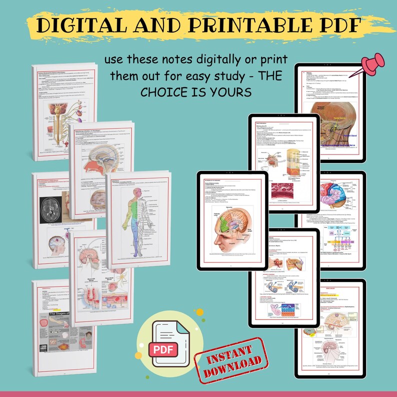 Nervous System Study Guide - Anatomy and Physiology Study Guide ...