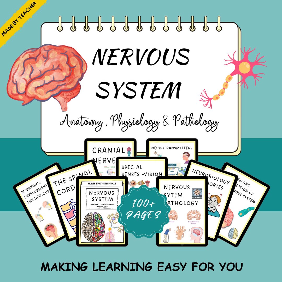 Nervous System Study Guide - Anatomy and Physiology Study Guide ...