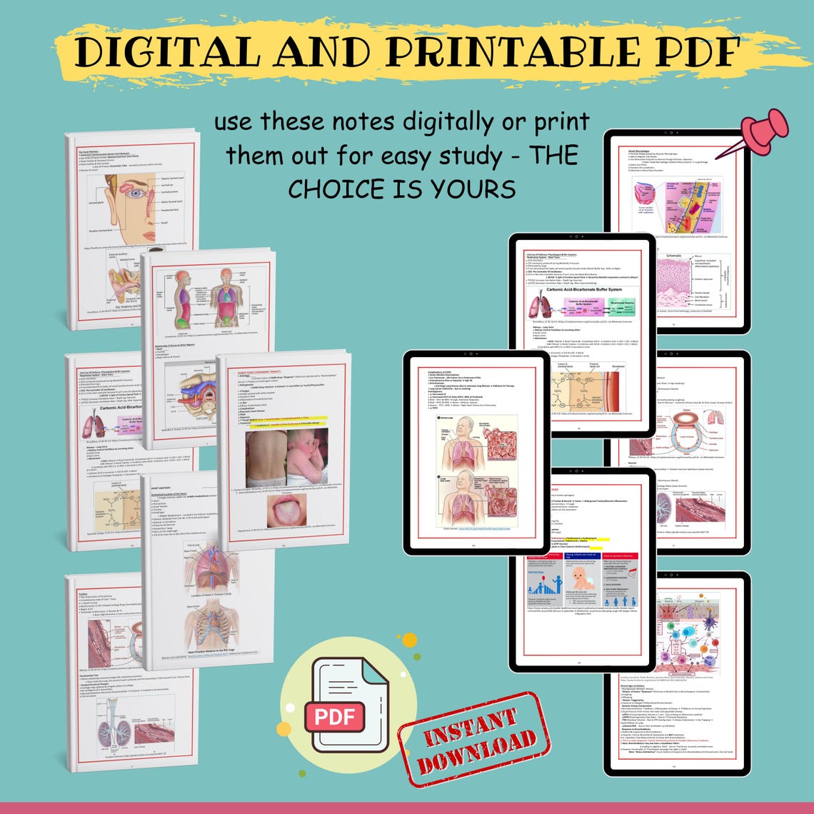 Respiratory System Study Guide: Nursing Notes, Anatomy & Disorders ...