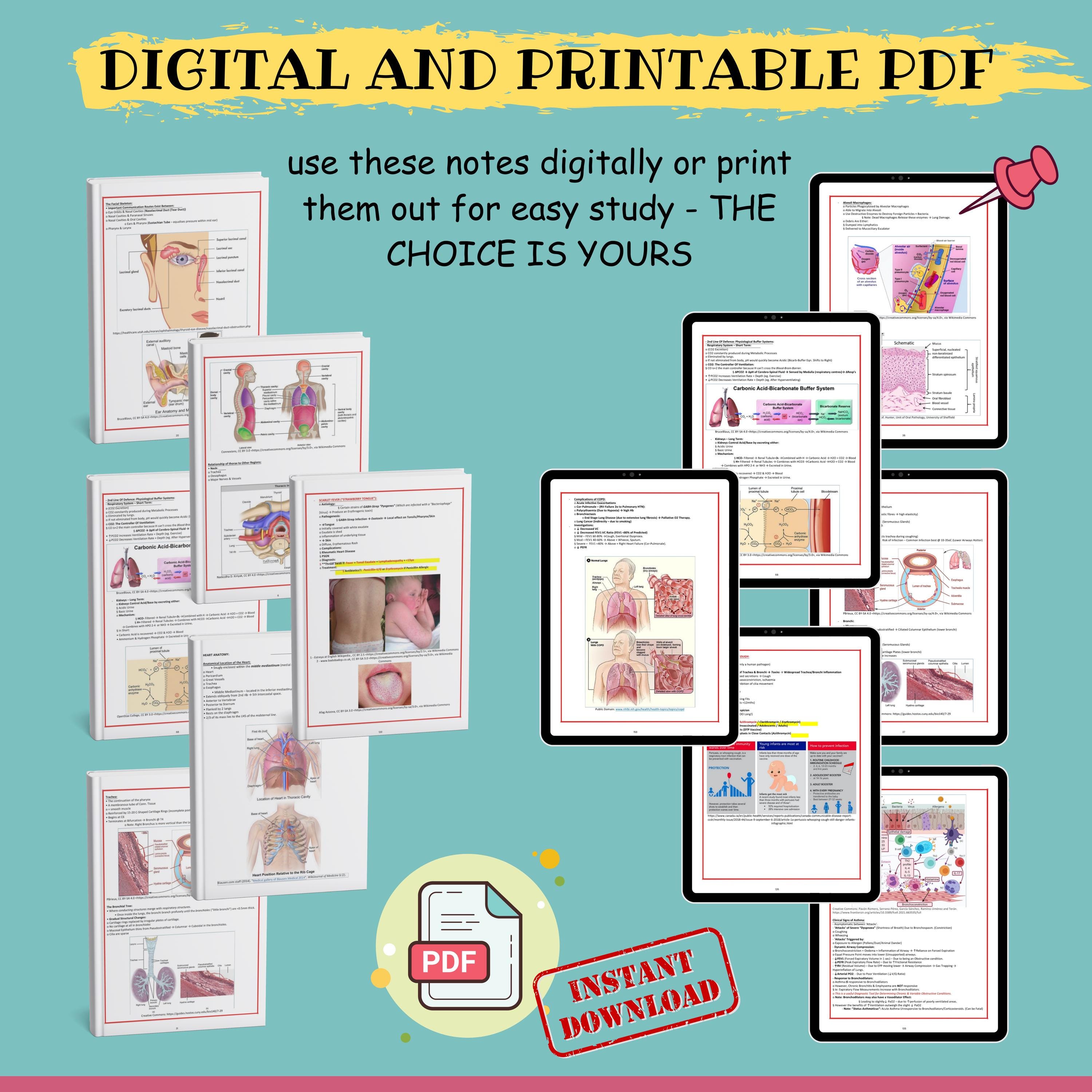 Respiratory System Study Guide: Nursing Notes, Anatomy & Disorders ...