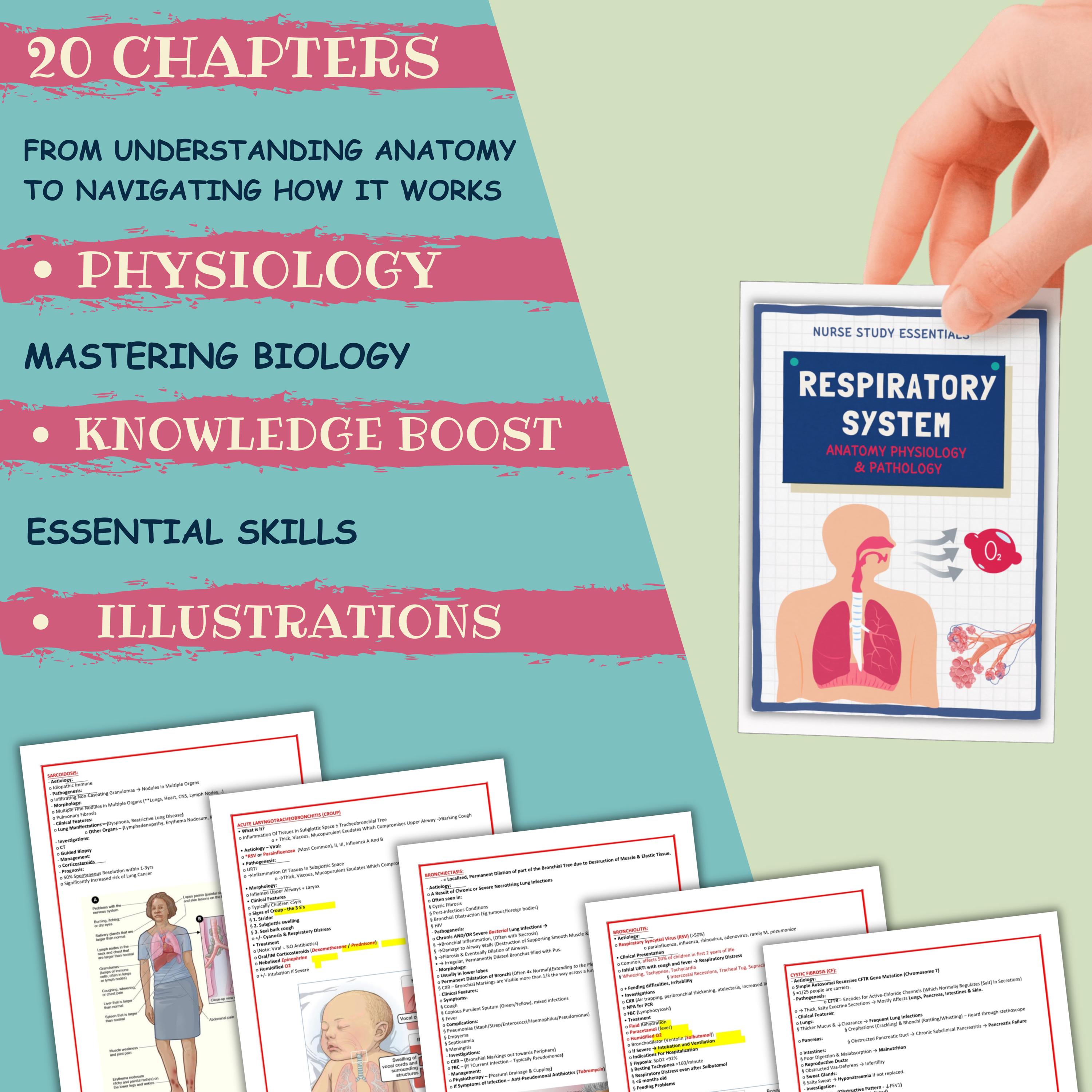 Respiratory System Study Guide: Nursing Notes, Anatomy & Disorders ...