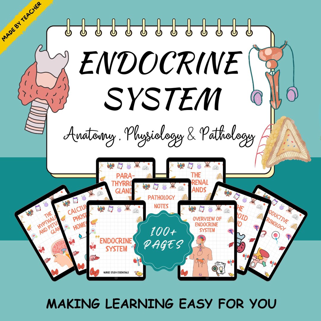 Endocrine System Nursing Study Guide, Endocrine Notes, Endocrine Bundle ...
