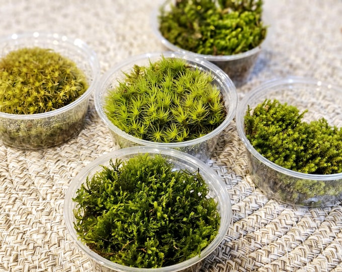 Live Moss Sampler, 5 Varieties, Live Moss Variety Pack for Moss Art ...