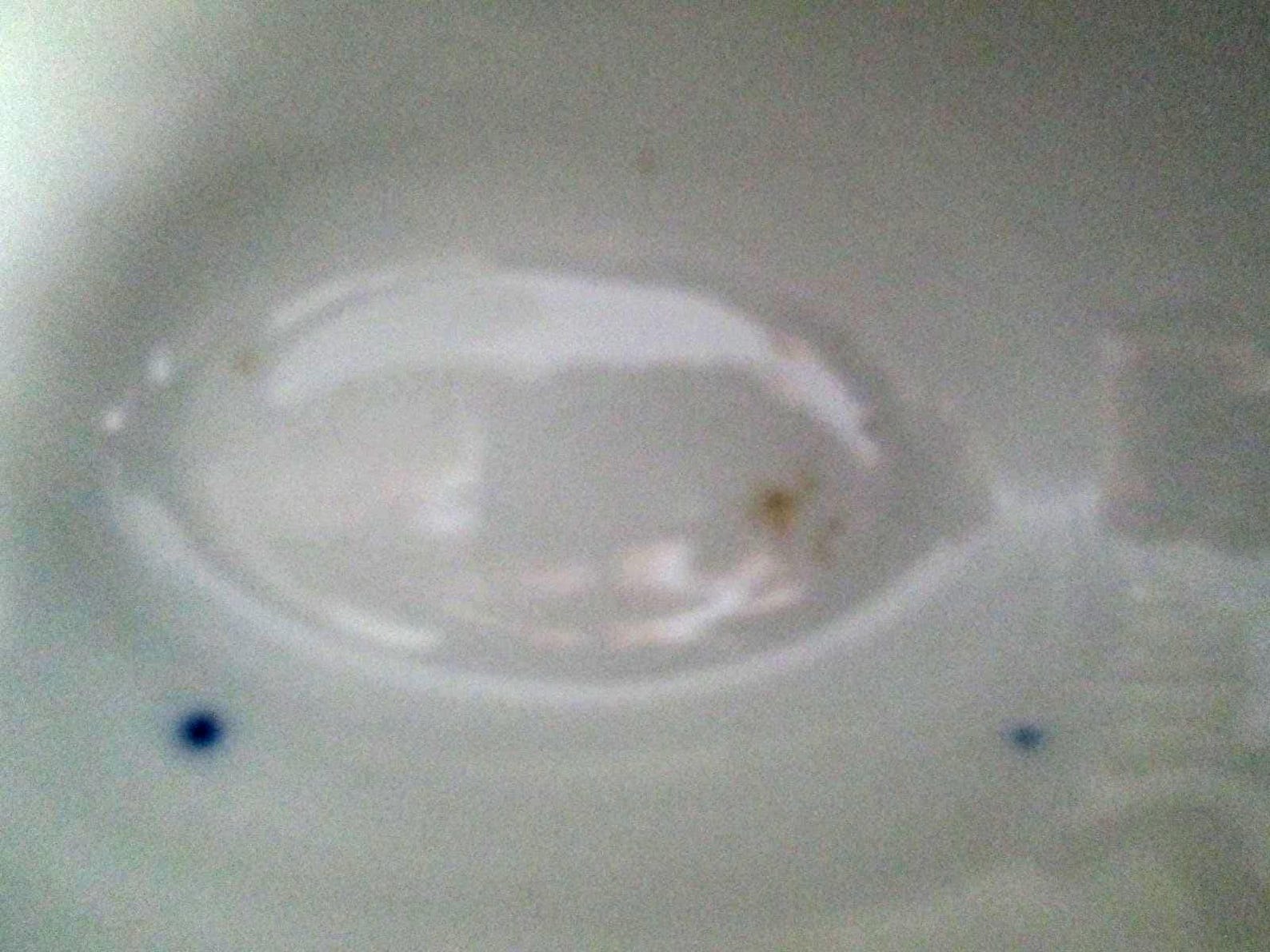 Flow Blue Gravy Boat, Grindley, Florida Sauce Boat C 1900 - Etsy