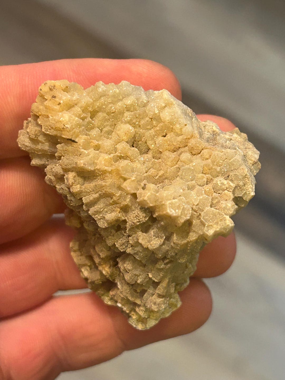 Quartz Mineralized Coral - Devonian Era Rugose Coral - Etsy