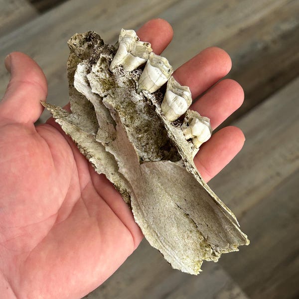 Elk Teeth - Etsy