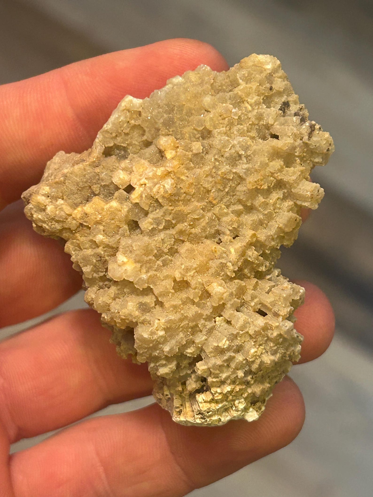 Quartz Mineralized Coral - Devonian Era Rugose Coral - Etsy