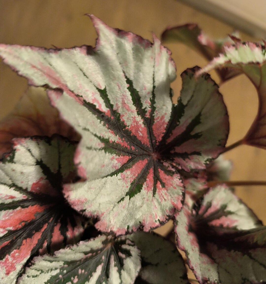 Begonia Rex Royal Begonia Cuttings, Cutting - Etsy Canada