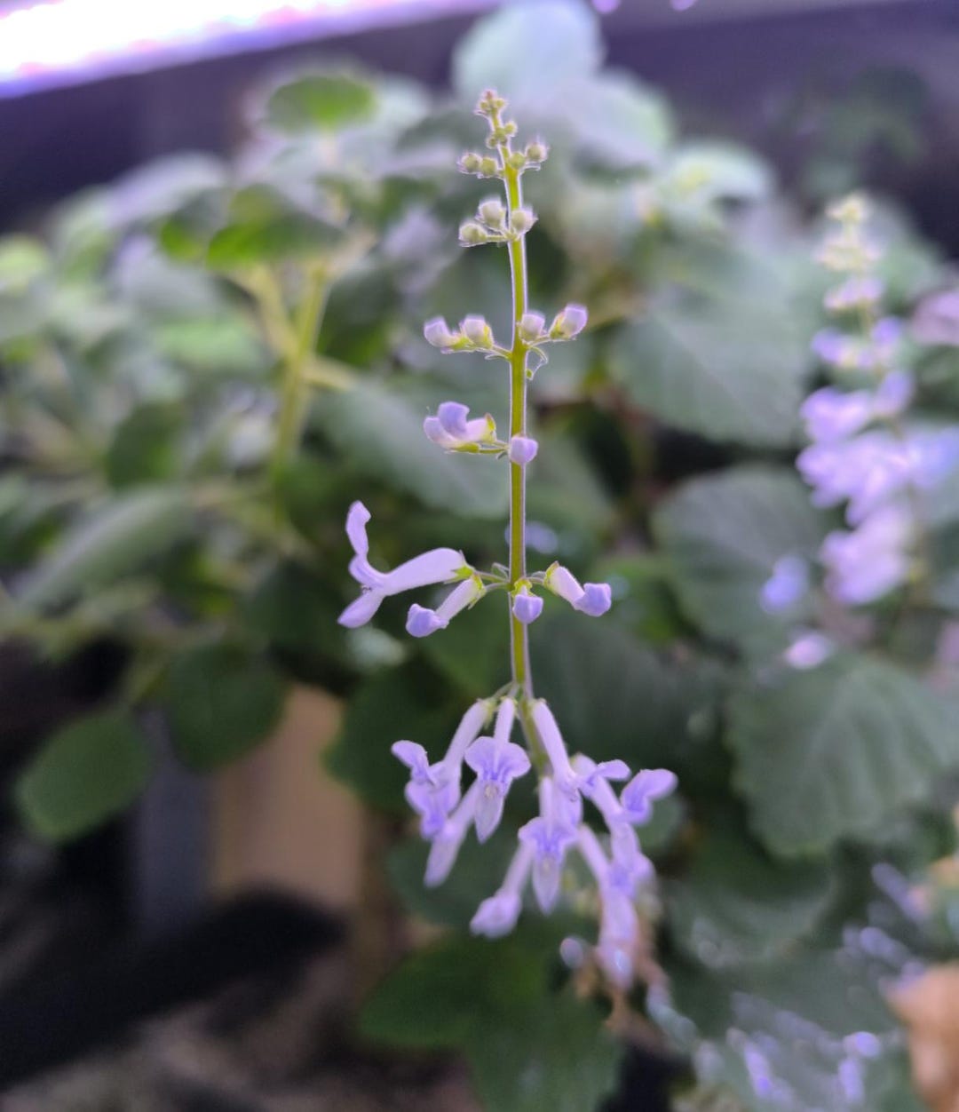 Cutting: Plectranthus Ernstii Harp Bush, Bonsai Caudex Forming ...