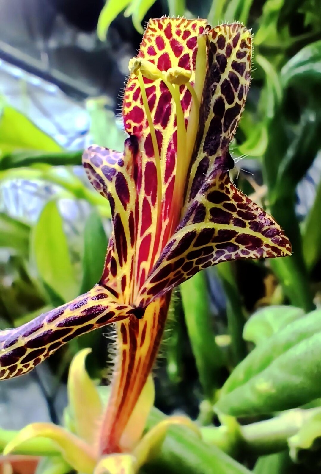 Various Sizes: Columnea Schiedeana, Gesneria, Plants, Houseplants ...