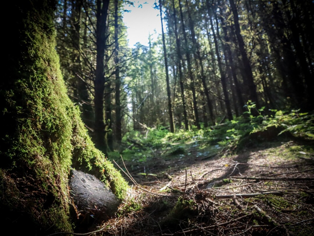 Spiders Web, Macclesfield Forest-instant Download: Autumn Shot, Wall ...