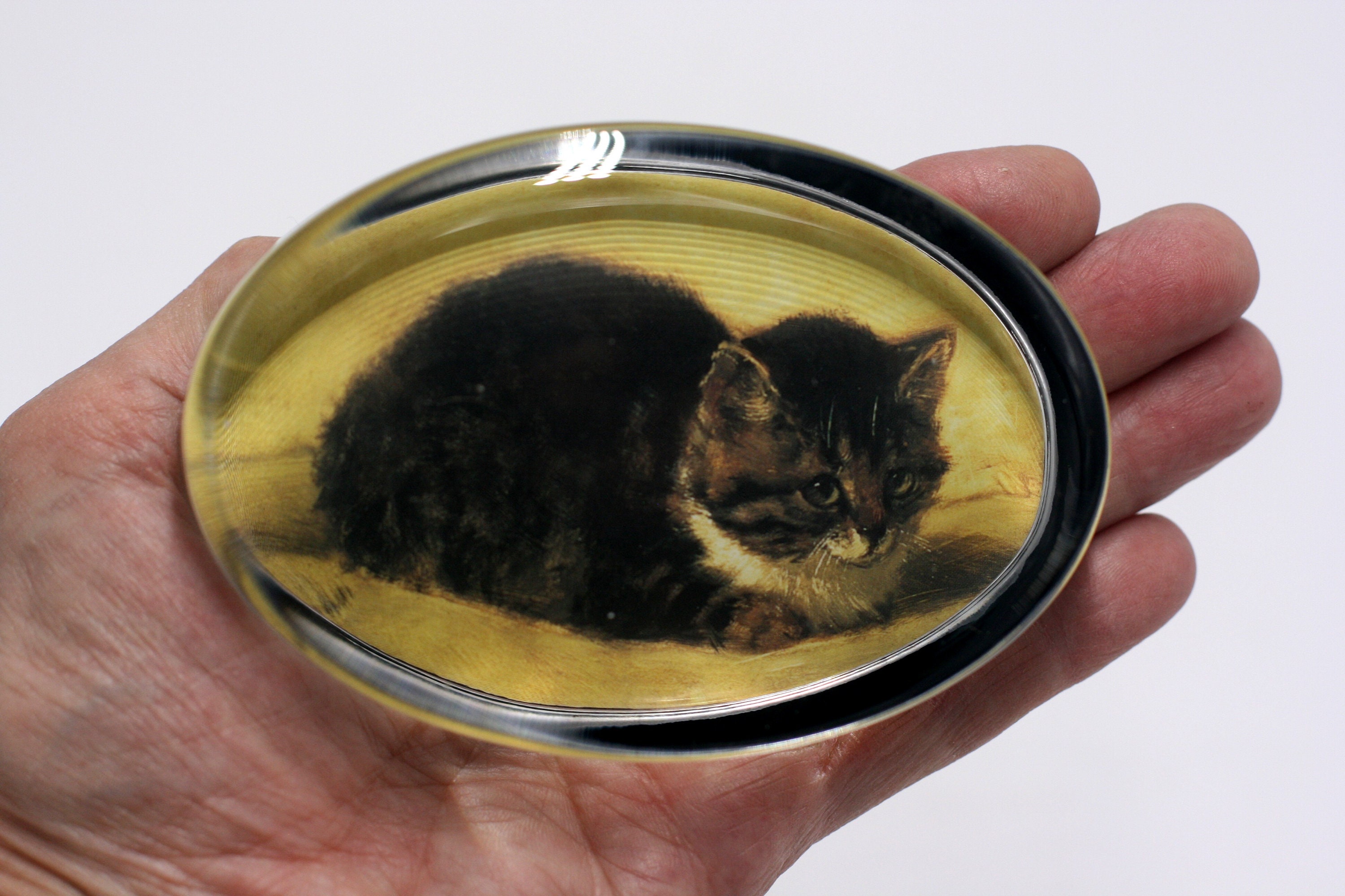 Fyi Cat