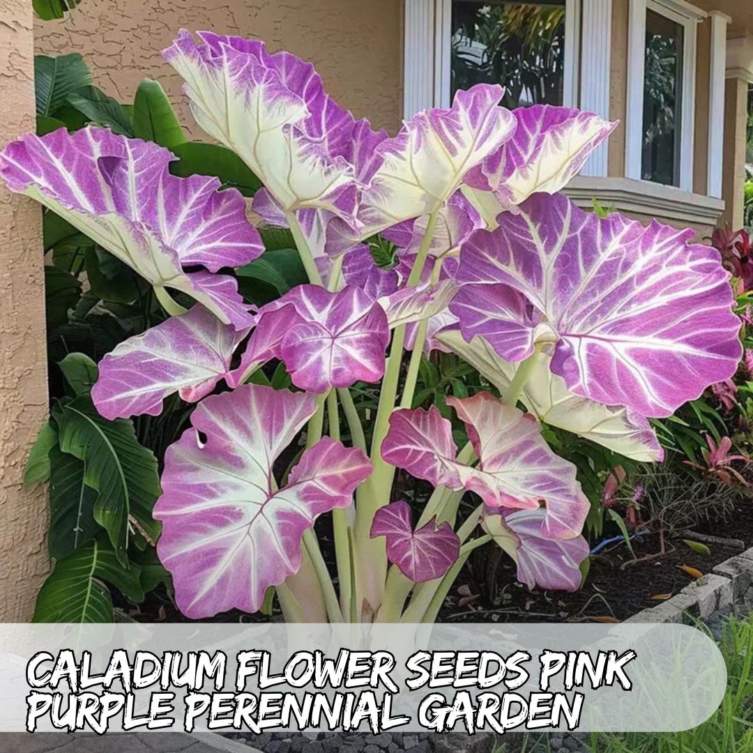 100 Seeds Pink Purple Caladium Seeds: Tropical Foliage Plant for Shade ...