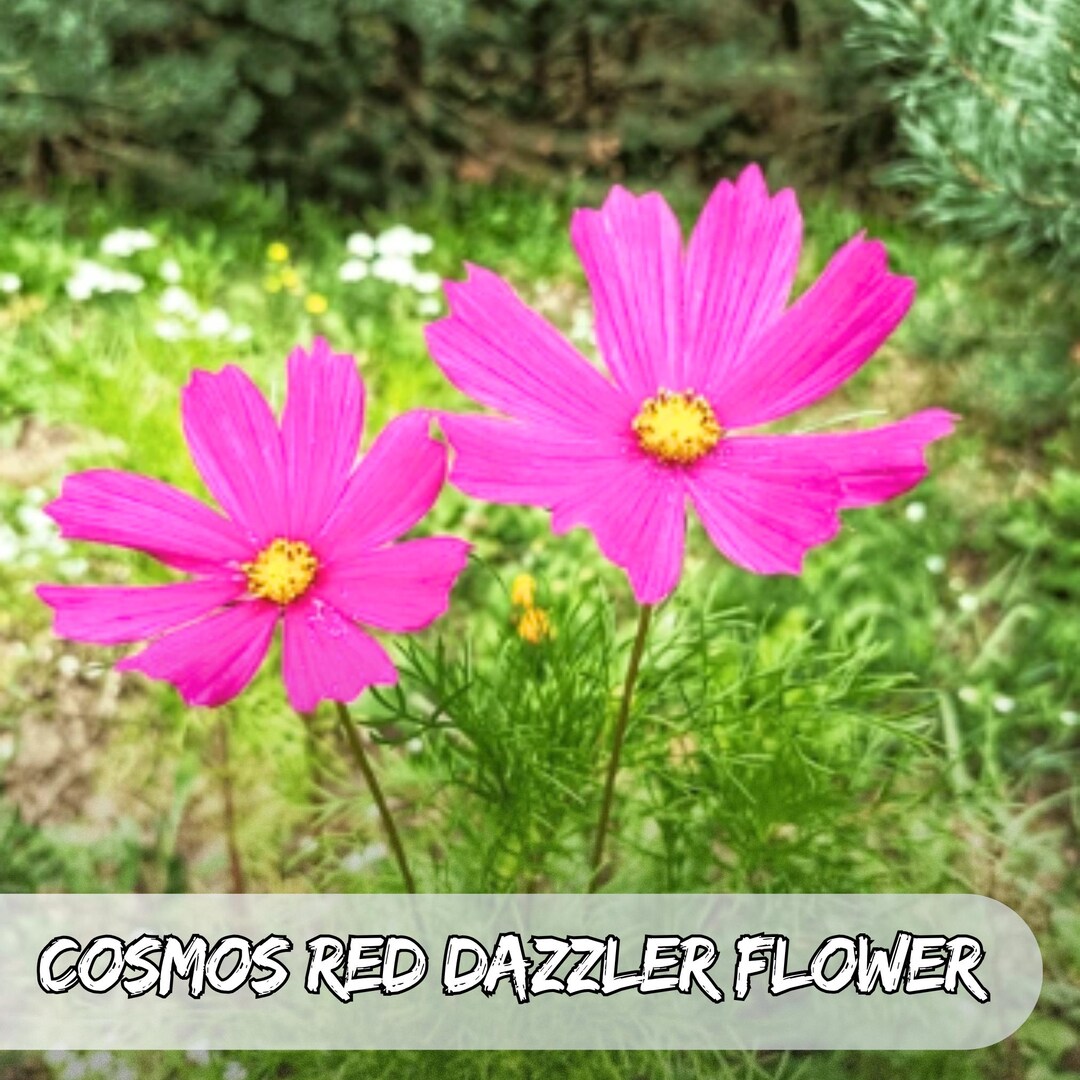 1000 Seeds Cosmos Red Dazzler Seeds: Crimson Blooms, Bee & Butterfly ...
