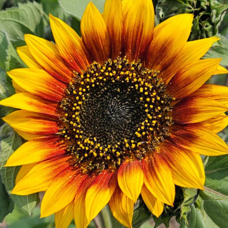 25 Ring of Fire Sunflower Seeds: Bicolor Helianthus Annuus, Pollinator ...