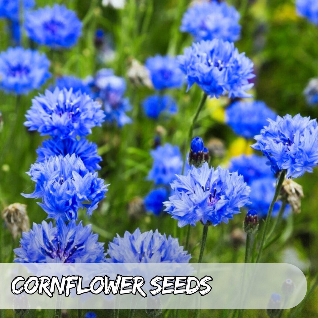 200 Cornflower Seeds | Blue Bachelor’s Button | Centaurea Cyanus ...