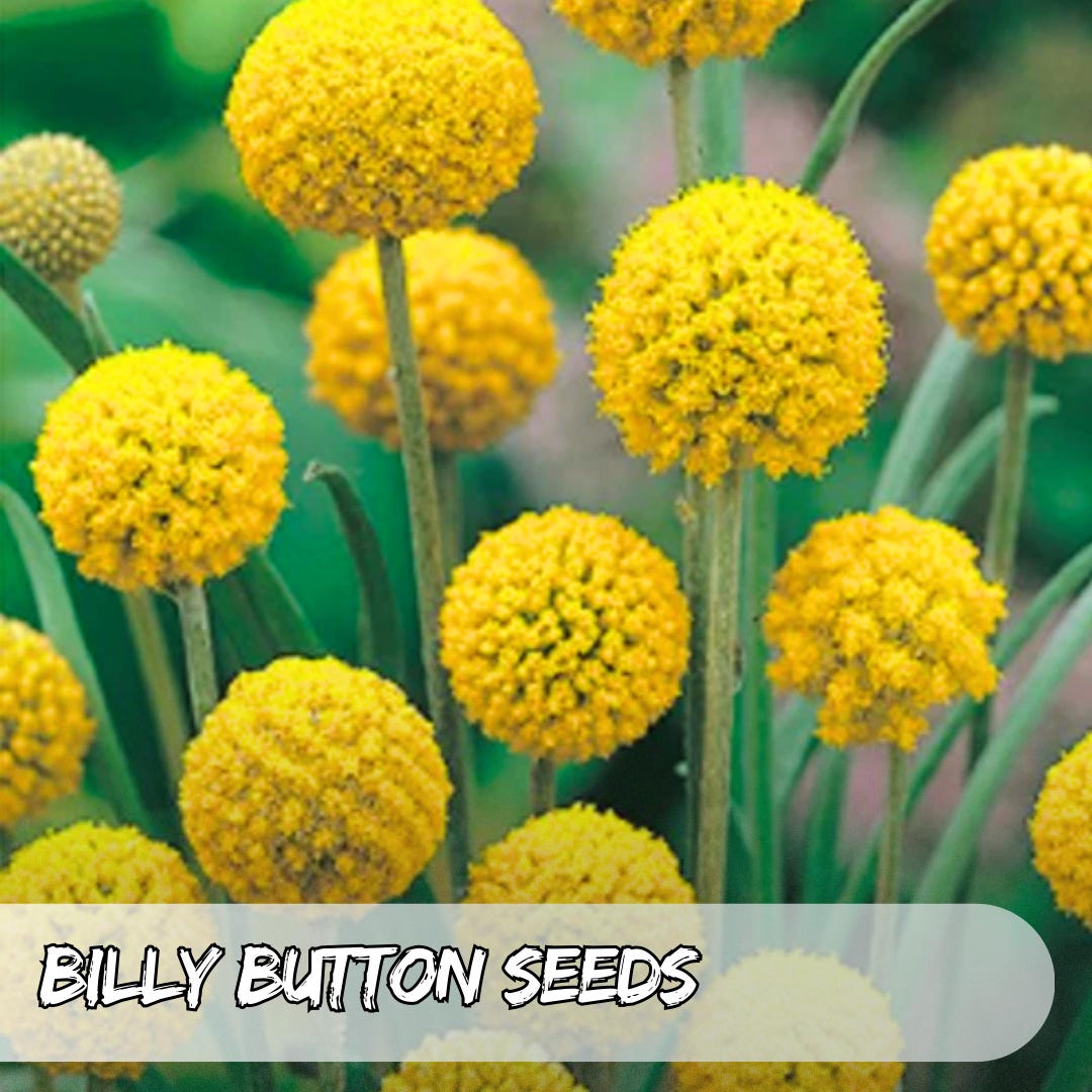 25 Billy Button Seeds – Craspedia Globosa | Globe Yellow Flowers ...