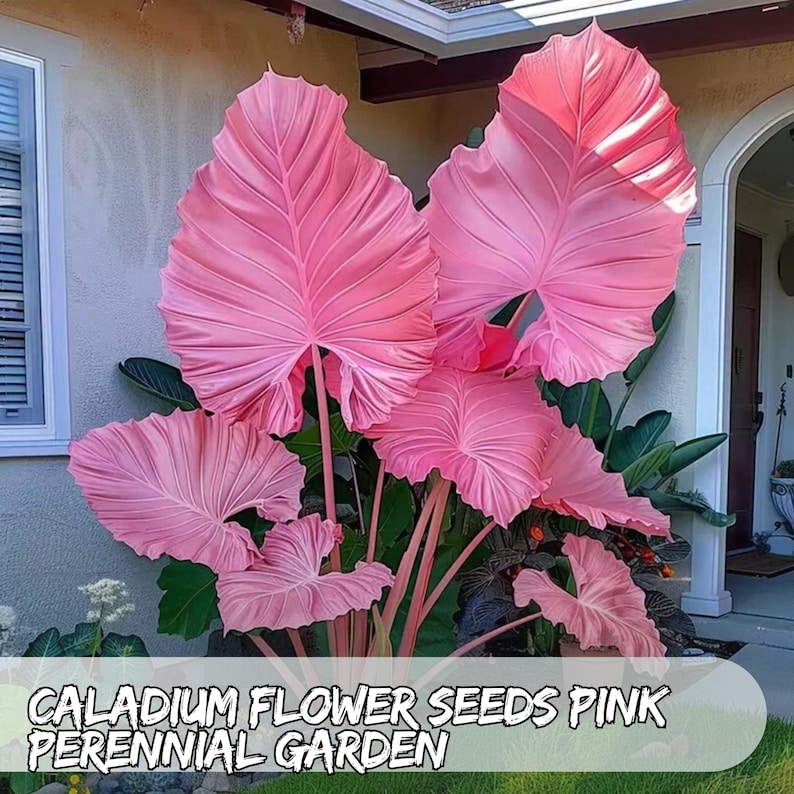 100 Caladium Seeds – Pink Ornamental Foliage – Tropical Shade Perennial ...