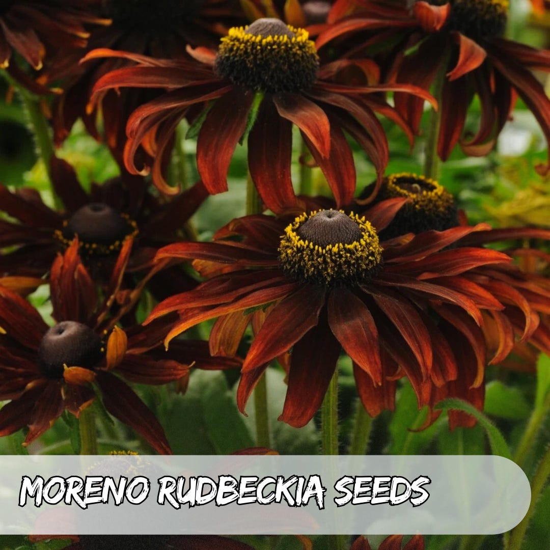 200 Moreno Rudbeckia Seeds: Orange-bronze Black-eyed Susan Blooms - Etsy