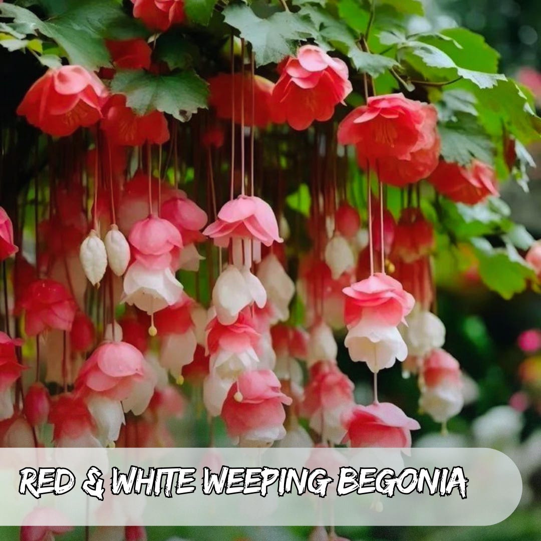 Red & White Weeping Begonia 25 Seeds – Trailing Blooms for Hanging ...