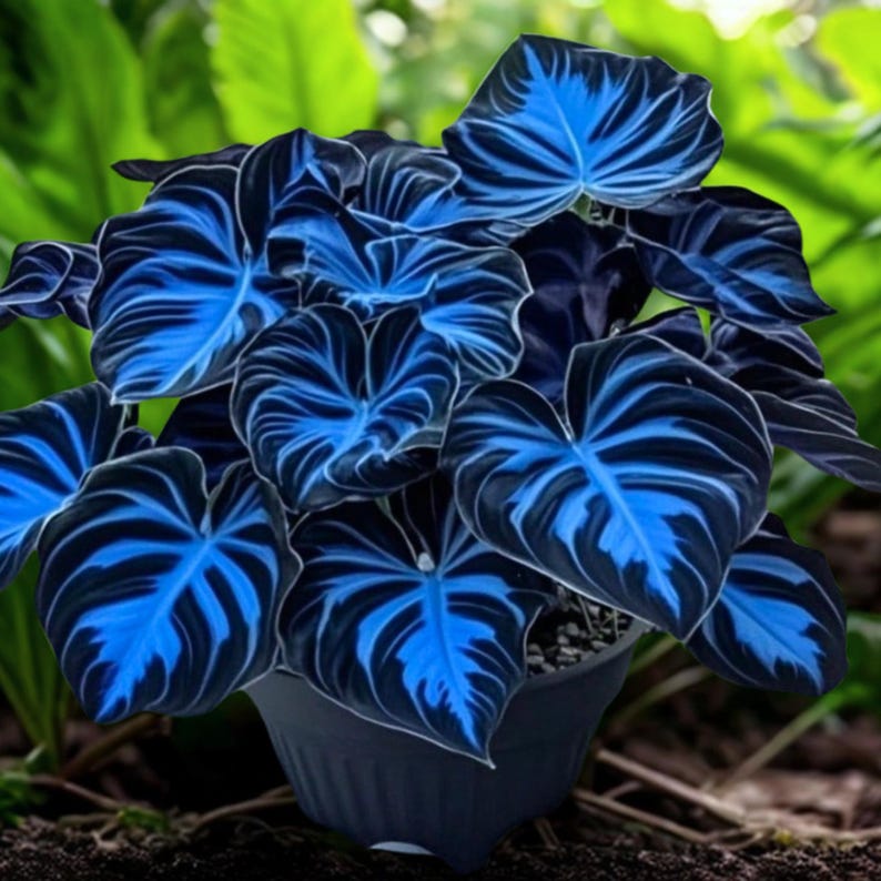 100 Cadilia Seeds Shade Loving Ornamental Foliage, Ideal for Pots ...
