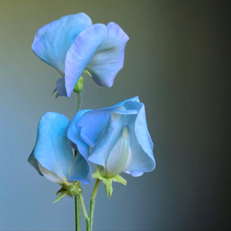 50 Cheshire Blue Sweet Pea Seeds: Fragrant Heirloom Climbing Flower - Etsy