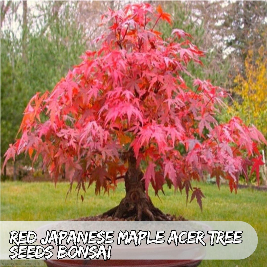 20 Seeds Red Japanese Maple Tree Seeds: Acer Palmatum Atropurpureum ...