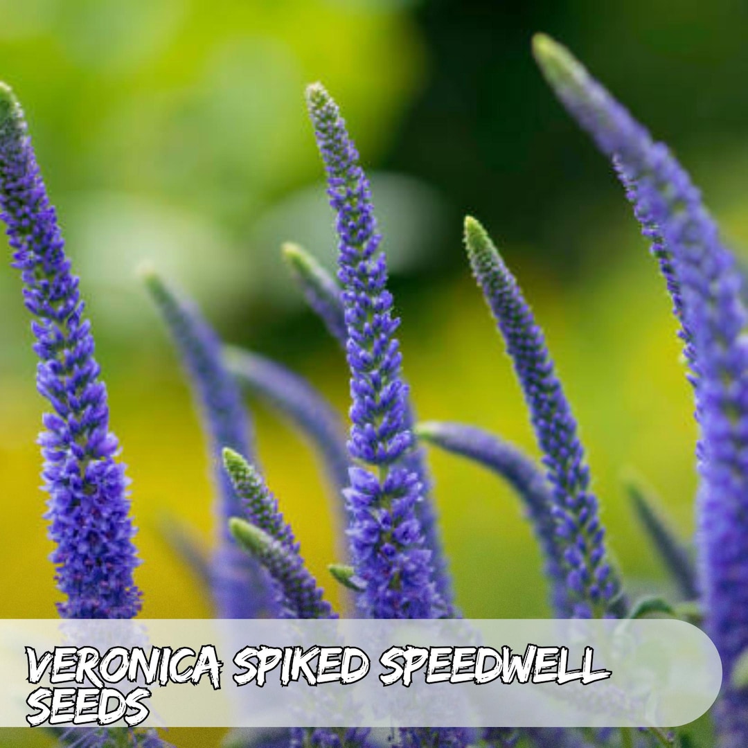 50 Veronica Spicata Seeds Spiked Speedwell Perennial Blue-purple Flower ...