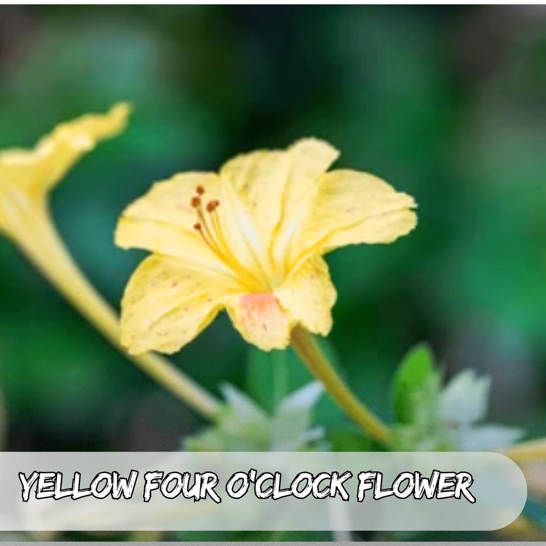 100 Yellow Four O’clock Flower Seeds – Mirabilis Jalapa – Heirloom Non ...