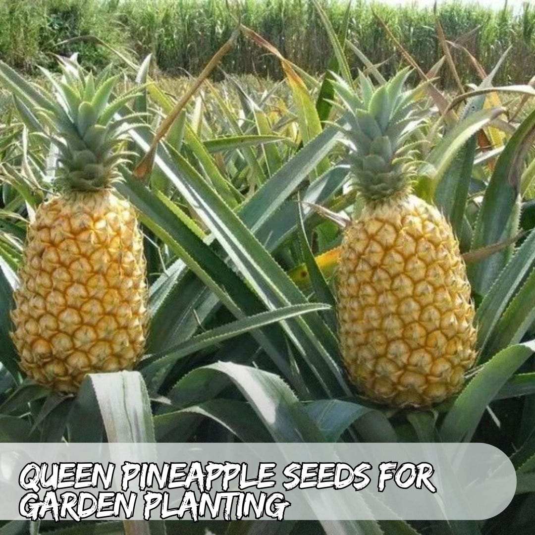 15 Queen Pineapple Seeds – Rare Tropical Fruit Plant Seeds – Exotic ...