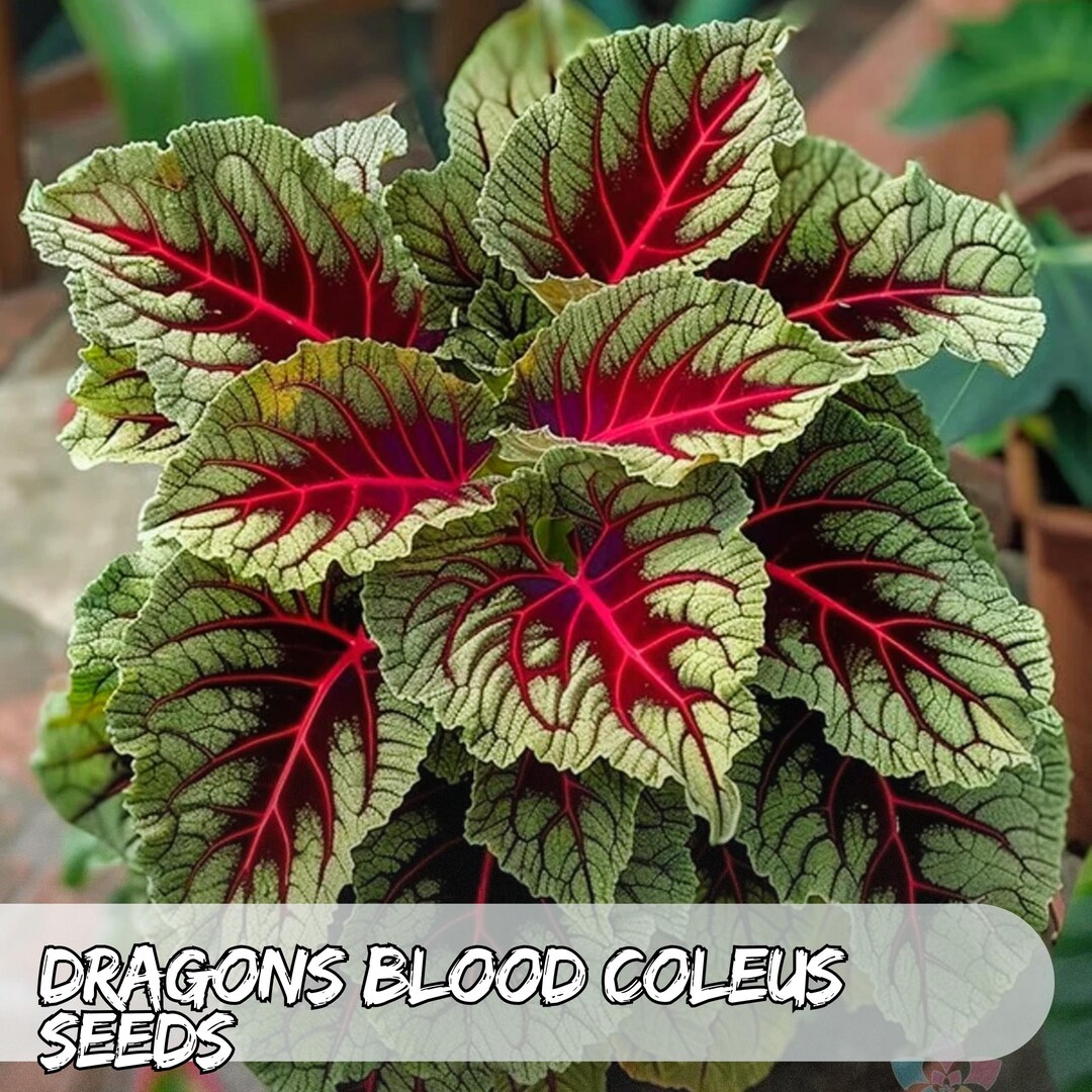 25 Dragon’s Blood Coleus Seeds – Vibrant Red & Green Foliage - Etsy