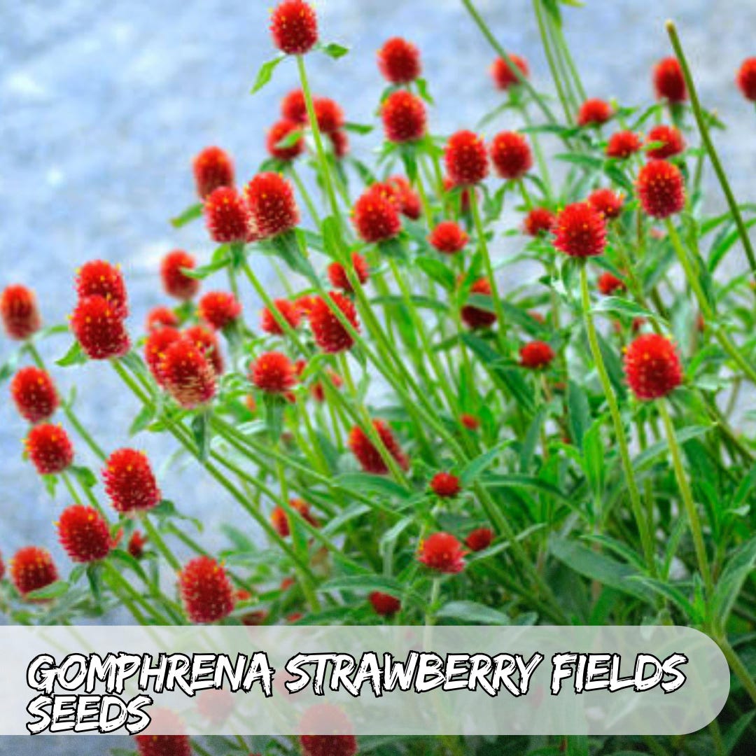 25 Gomphrena Strawberry Fields Seeds Vibrant Red Globe Blooms Heat