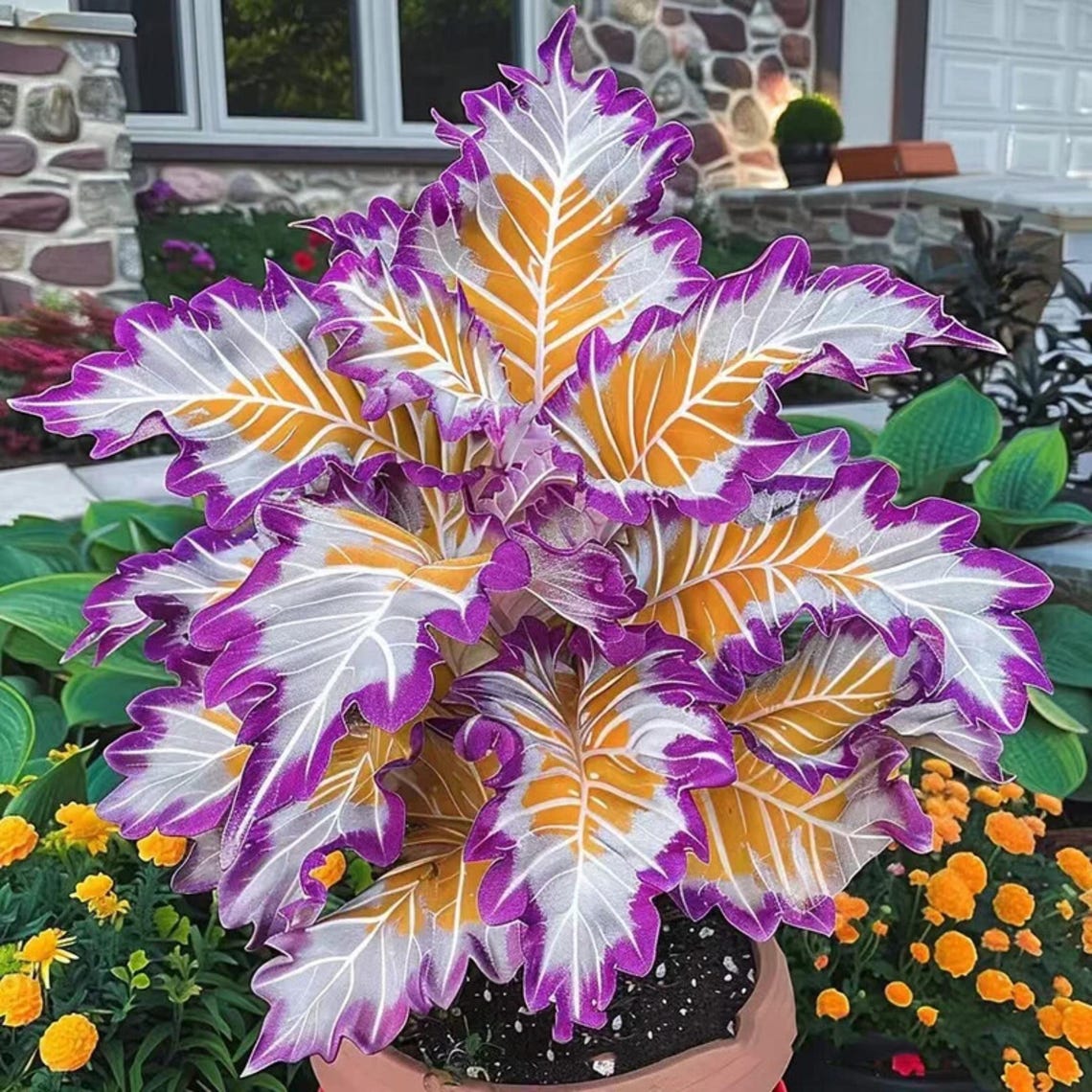 100 Seeds Caladium Seeds: Purple & Yellow Tropical Foliage - Shade ...