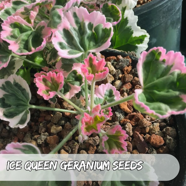 White Geraniums - Etsy