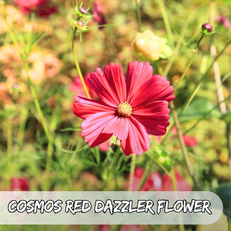1000 Seeds Cosmos Red Dazzler Seeds: Crimson Blooms, Bee & Butterfly ...