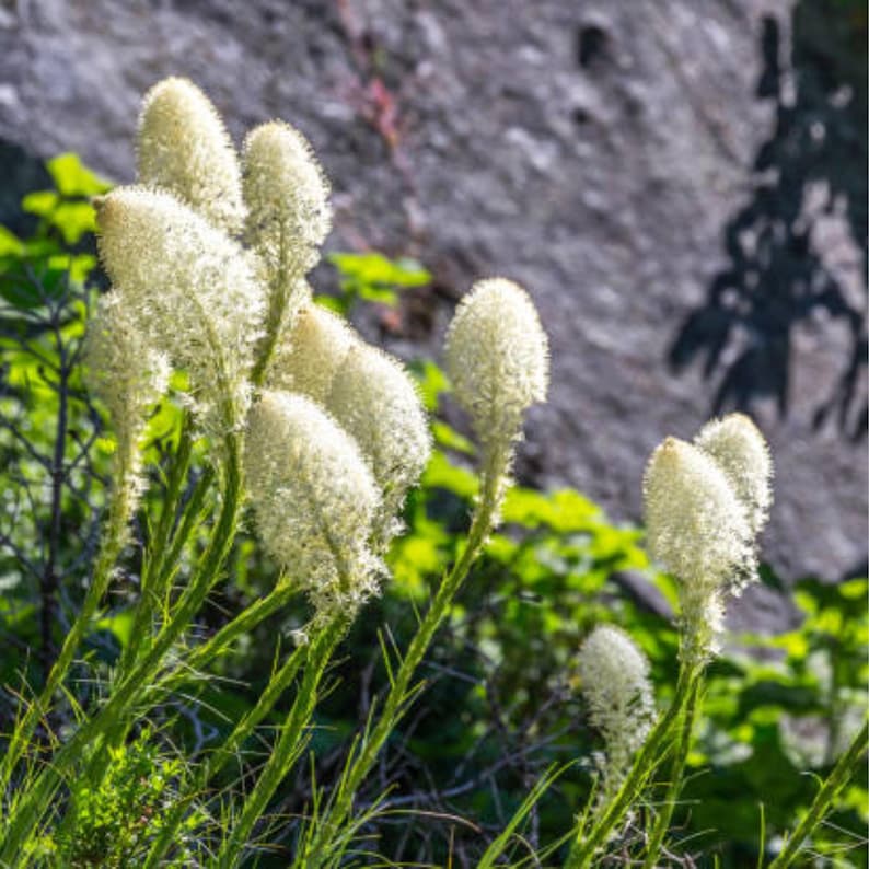 Bear Grass 50 Seeds: Xerophyllum Tenax, Heirloom Ornamental - Etsy