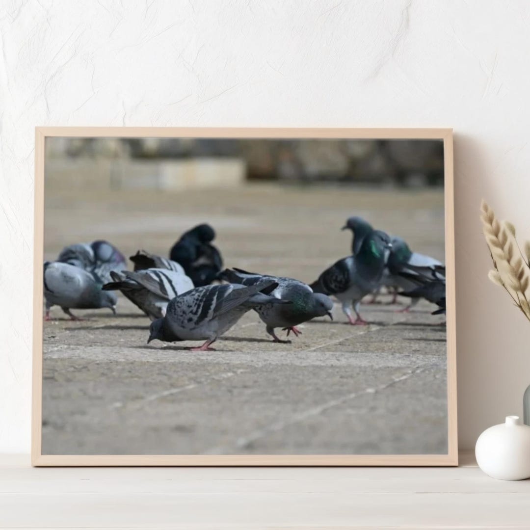 Pigeons Photo Poster, Bird Themed Presents, Gifts for Bird Enthusiasts ...