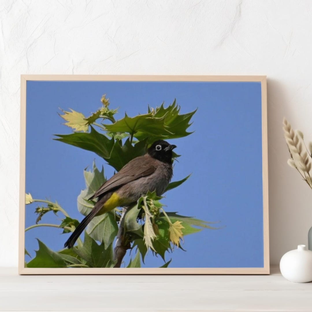 Bulbul Bird Photography Poster, Decorative Wall Hanging, Dining Area ...