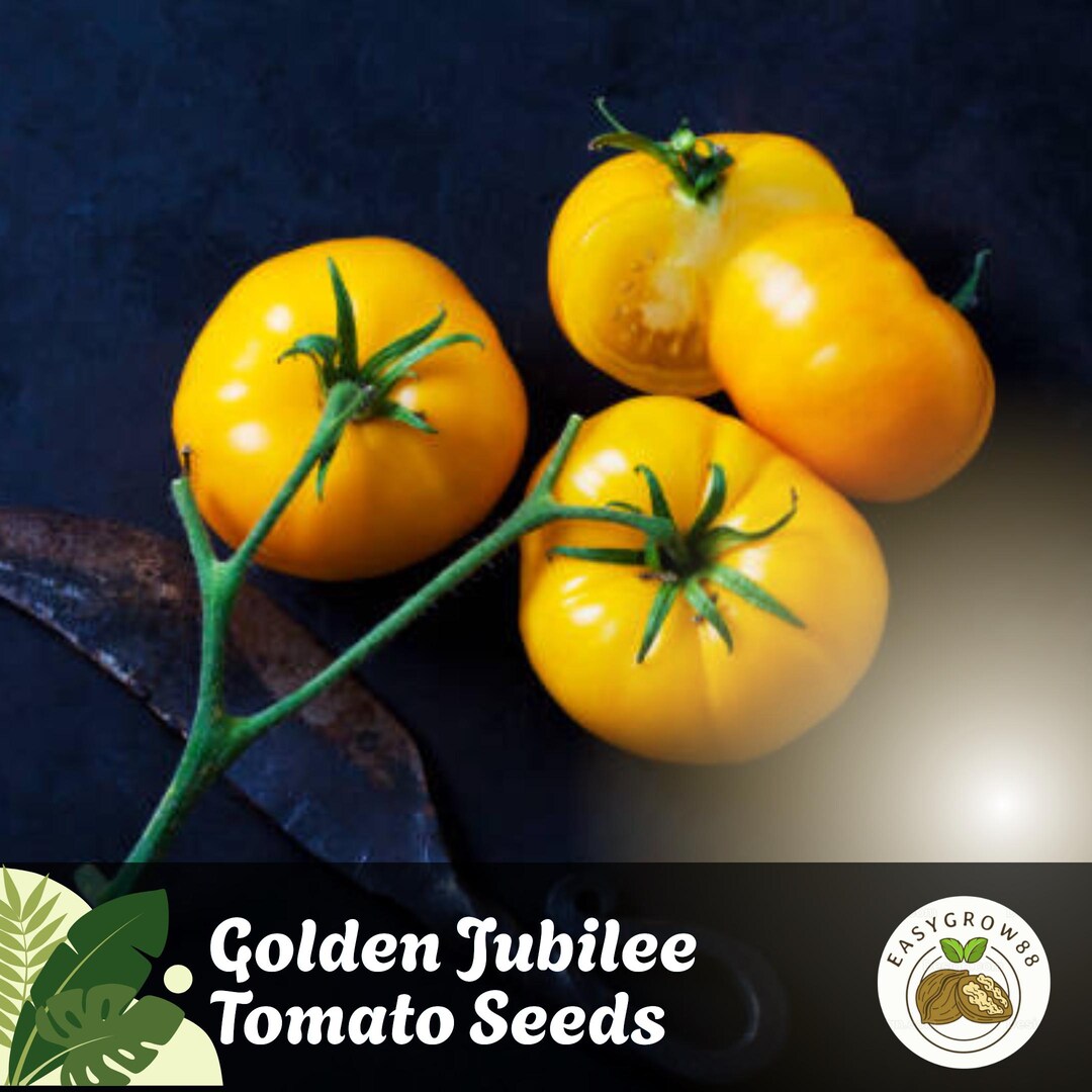 50 Golden Jubilee Tomato Seeds Non-gmo Heirloom, Mild & Sweet Yellow ...