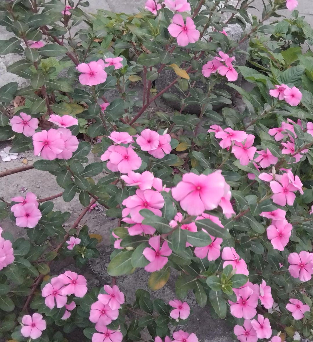 100 Seeds Dwarf Pink Periwinkle Seeds Vinca Rosea Delicata Flowers Easy ...