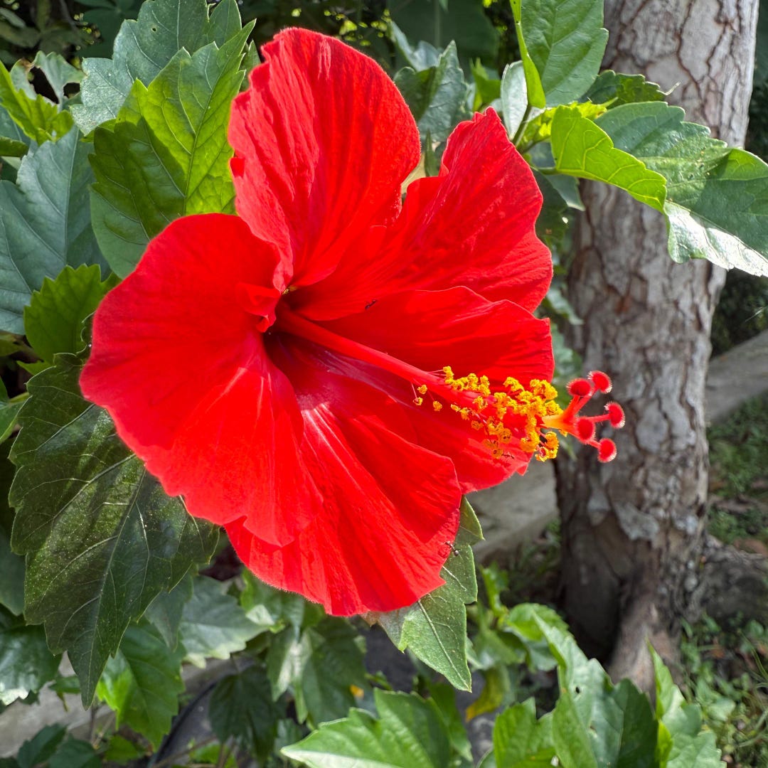 Rare 10 Seeds Luna Red Hardy Hibiscus Moscheutos Flower Small Bush ...