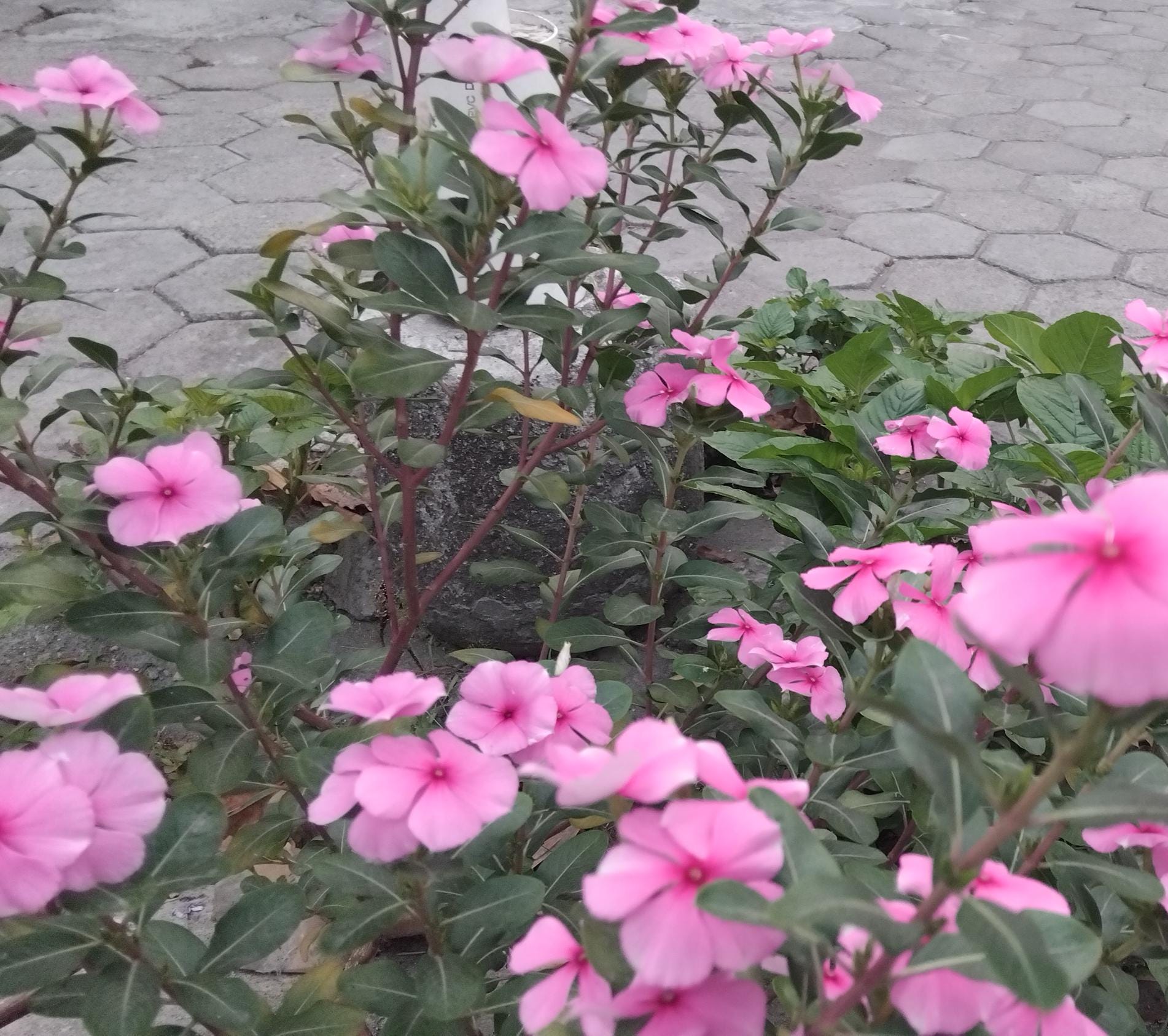 100 Seeds Dwarf Pink Periwinkle Seeds Vinca Rosea Delicata Flowers Easy ...